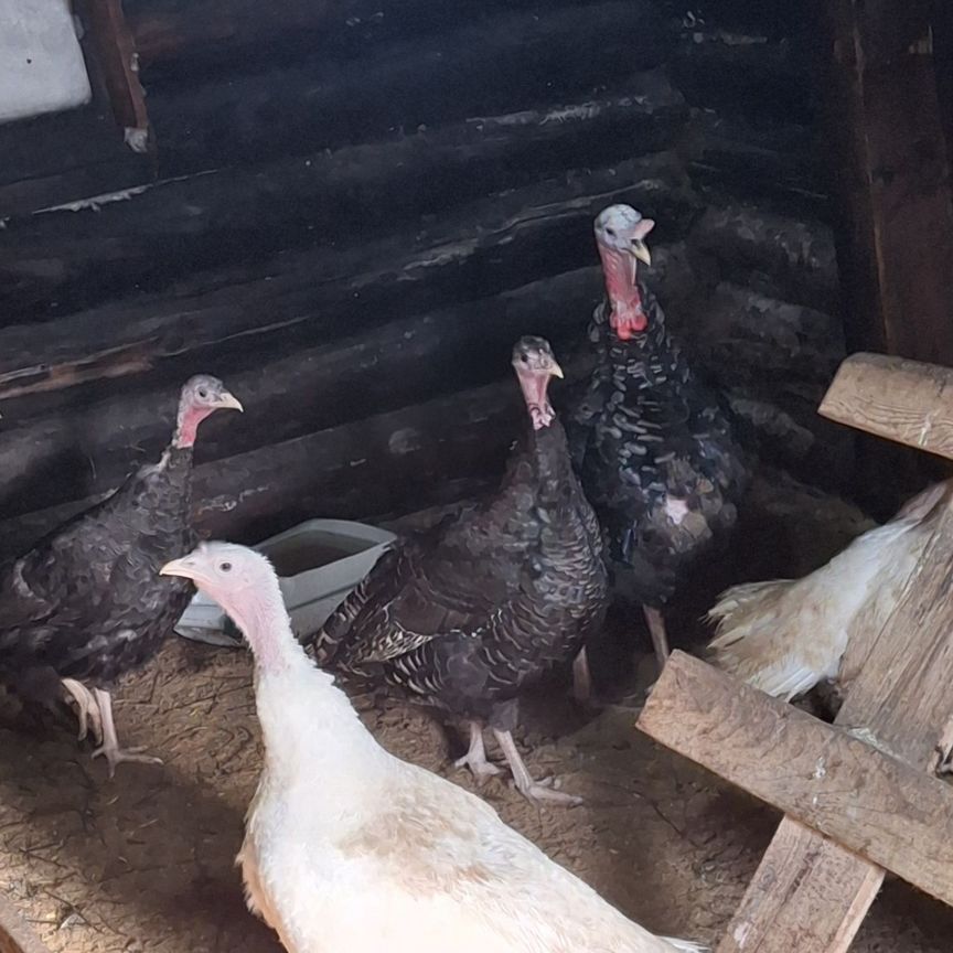 Индюки индюшки домашние