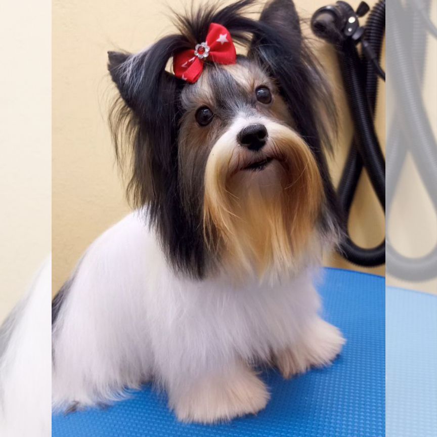 Бивер-йоркширский терьер, взрослая собака