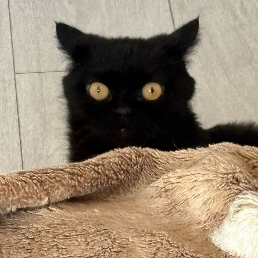 Кошка