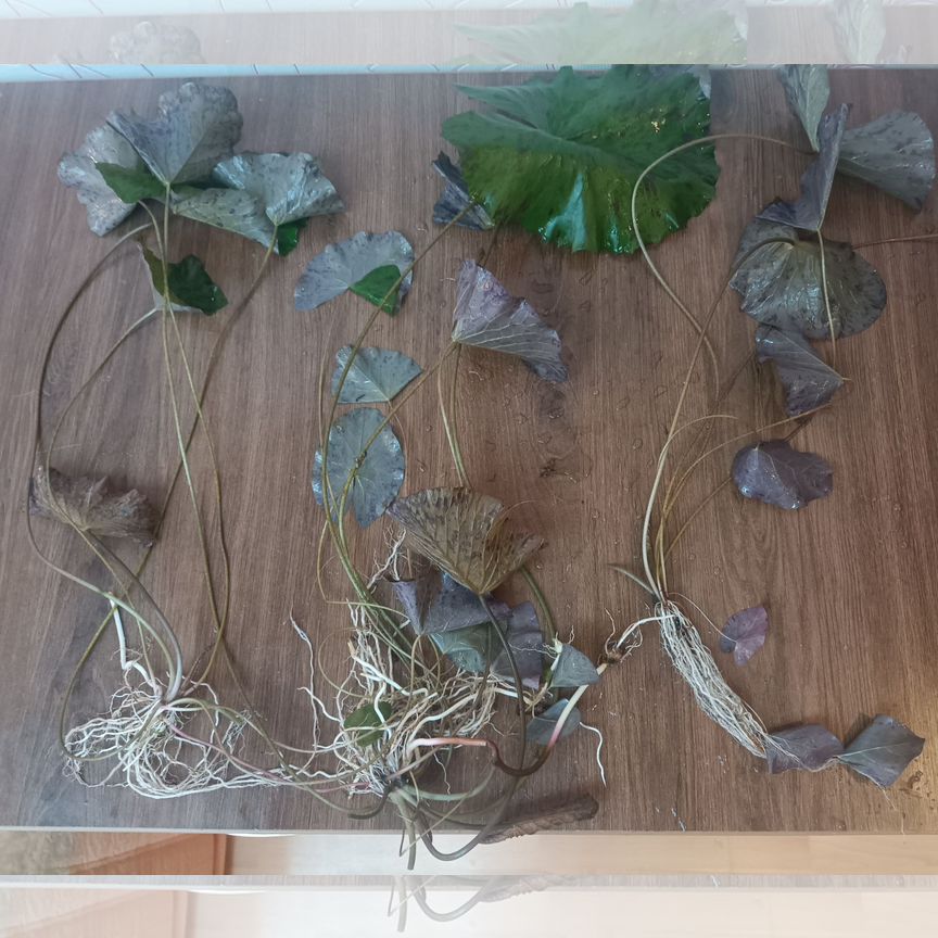 Нимфея тигровая 4 куста