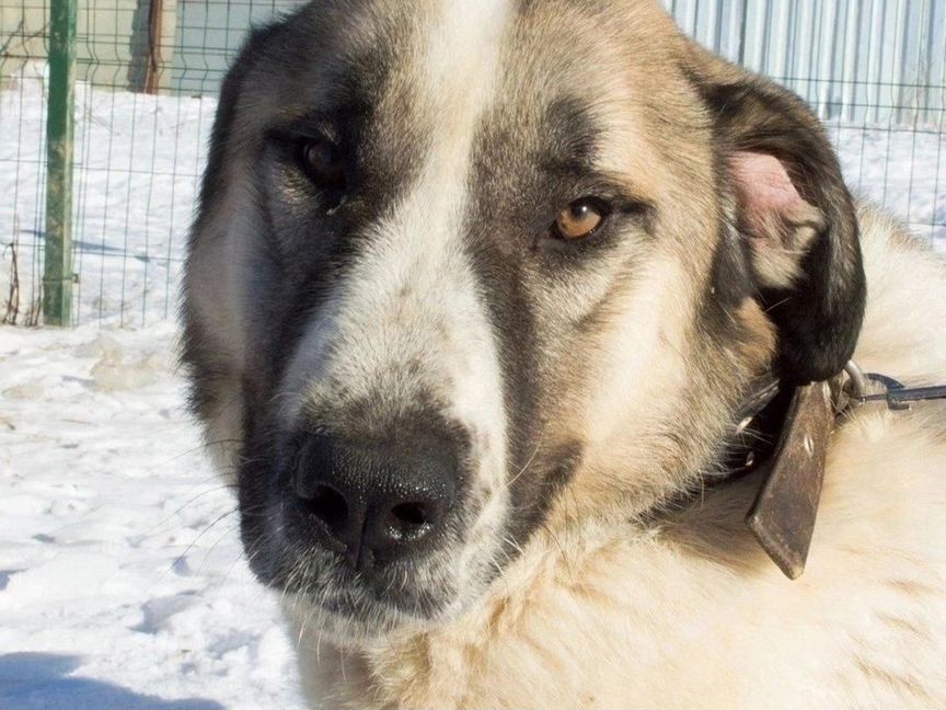 Крупная собака алабай (около 2 лет)