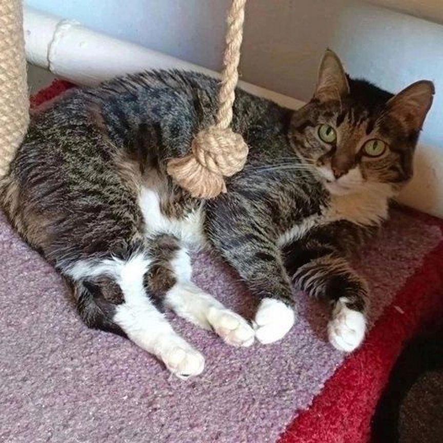 Кошка мышеловка Уоки в добрые руки