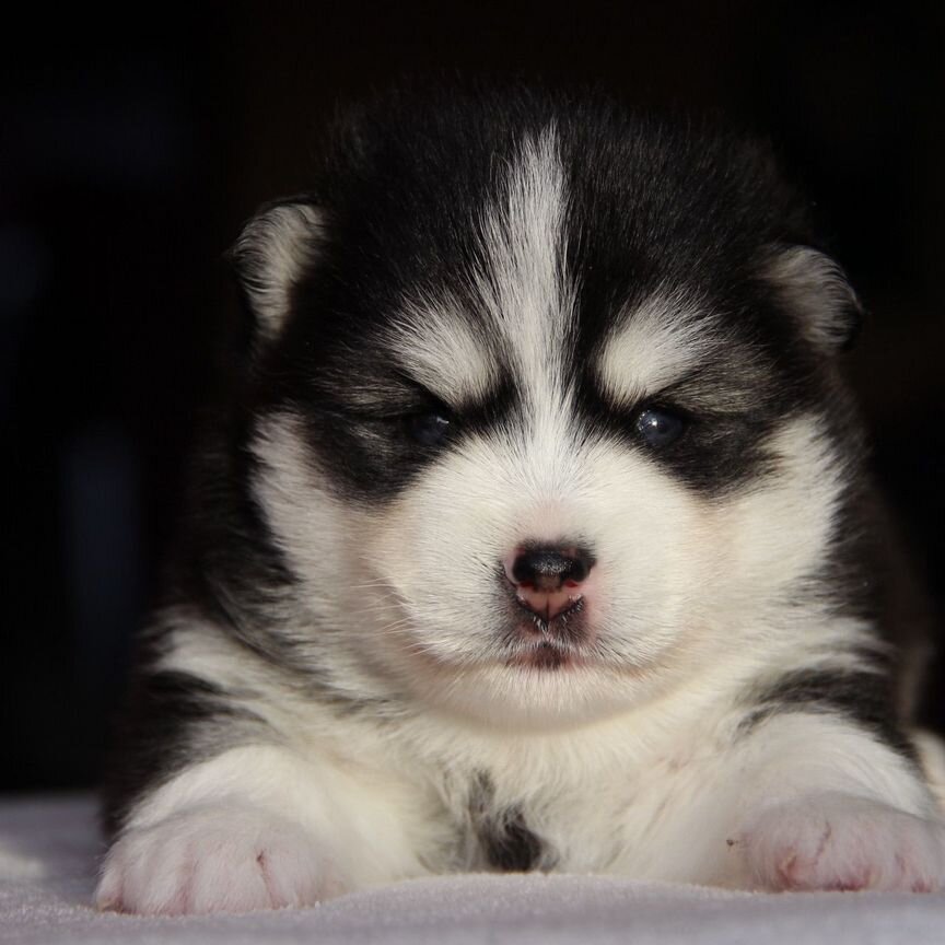 Помски, щенок