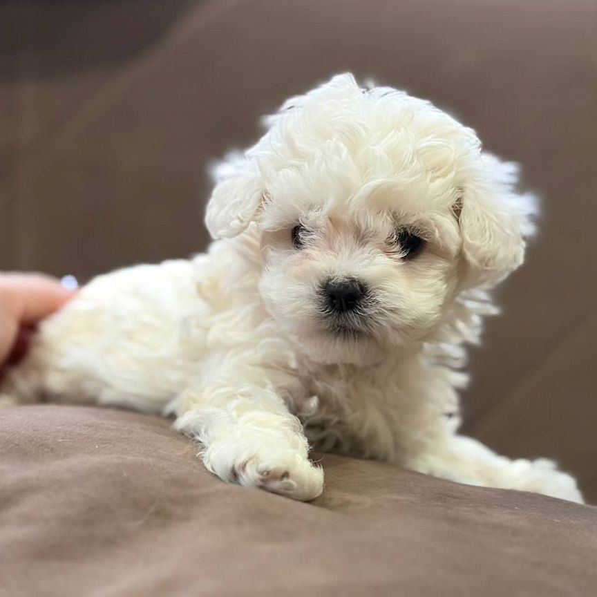 Бишон фризе, щенок