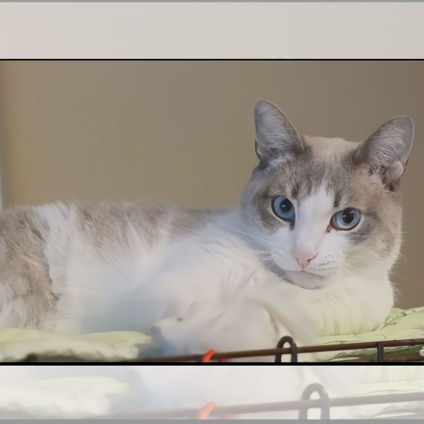 Взрослая, кошка в добрые руки