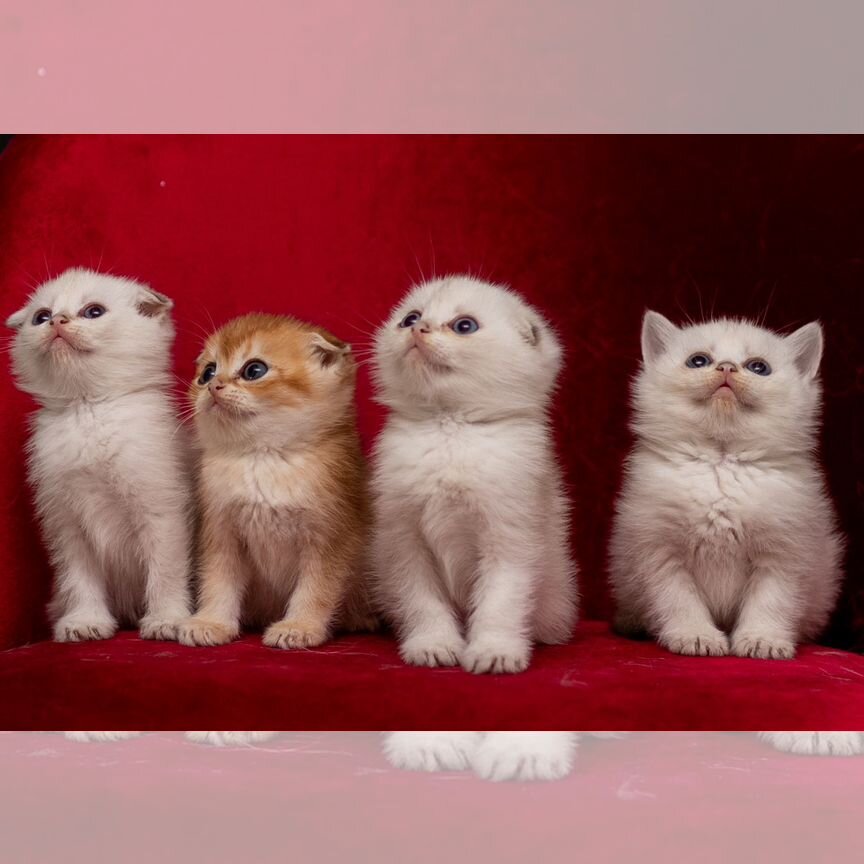 Шотландские котята