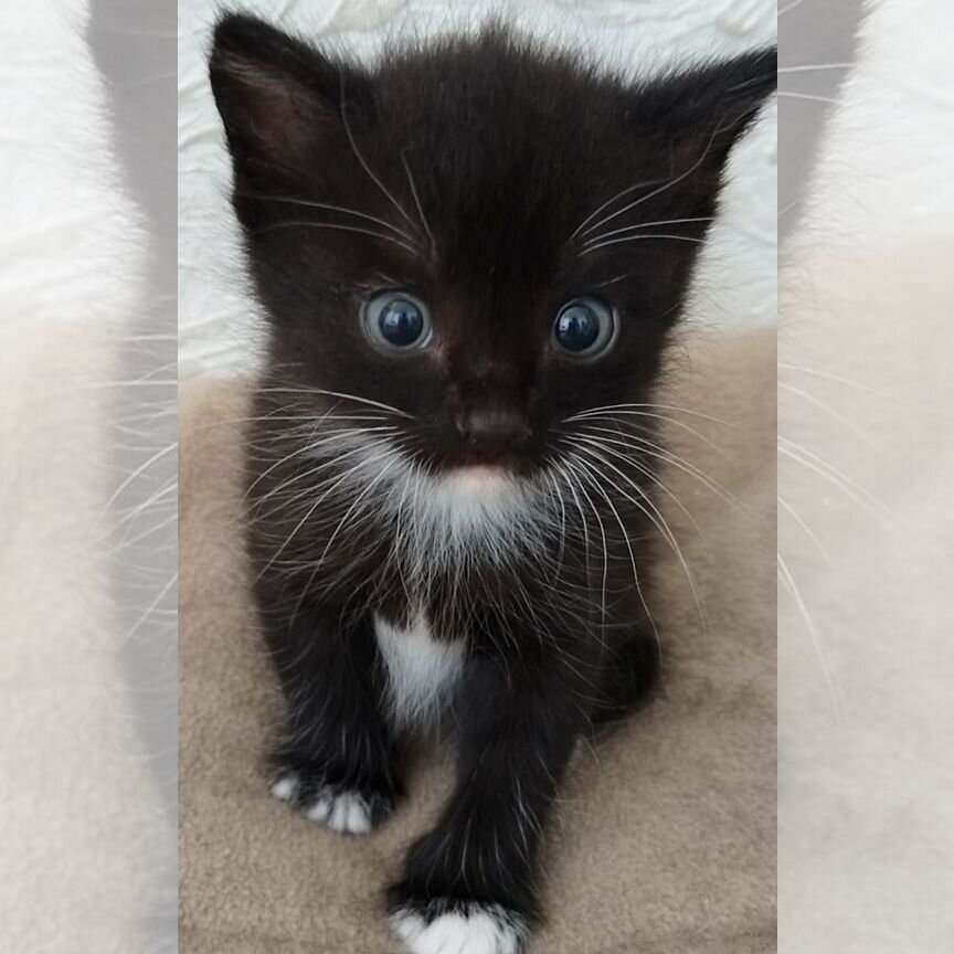 Котёнок в добрые руки