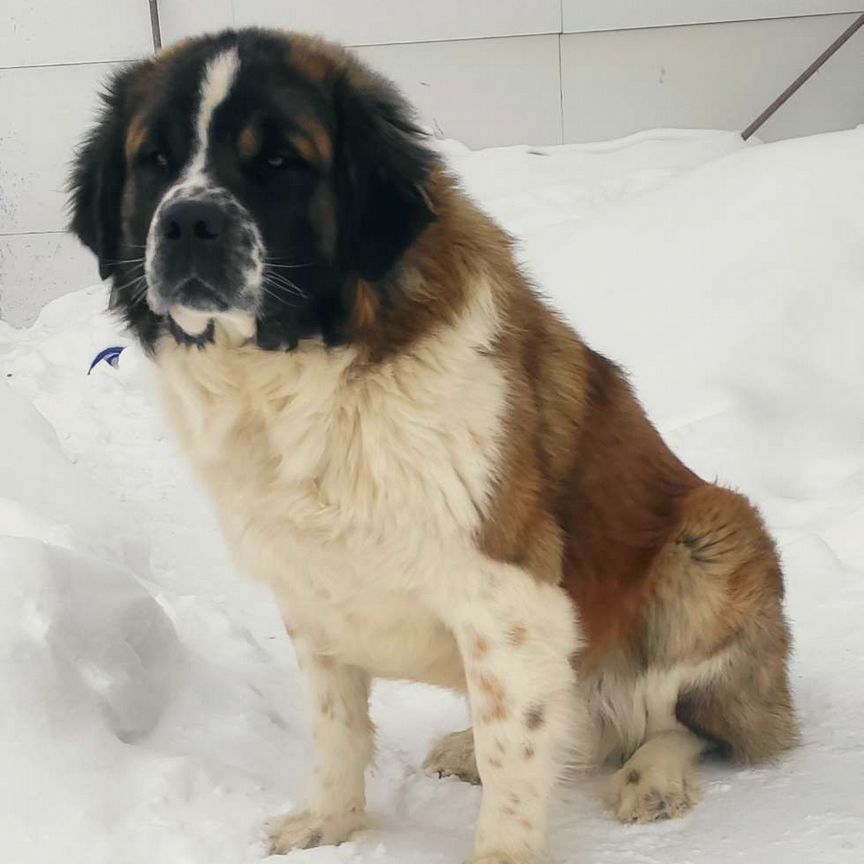 Московская сторожевая, щенки