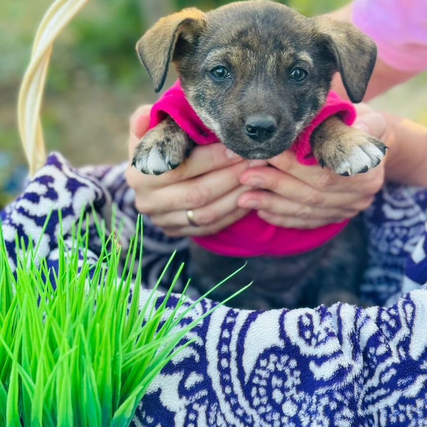 Щенок в добрые руки