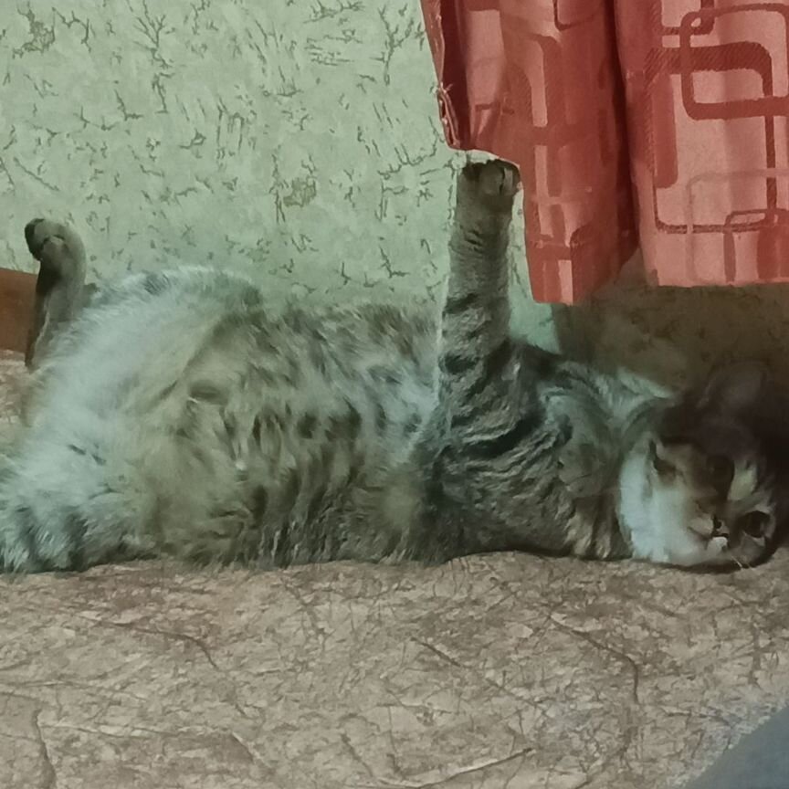 Взрослая, кошка в добрые руки