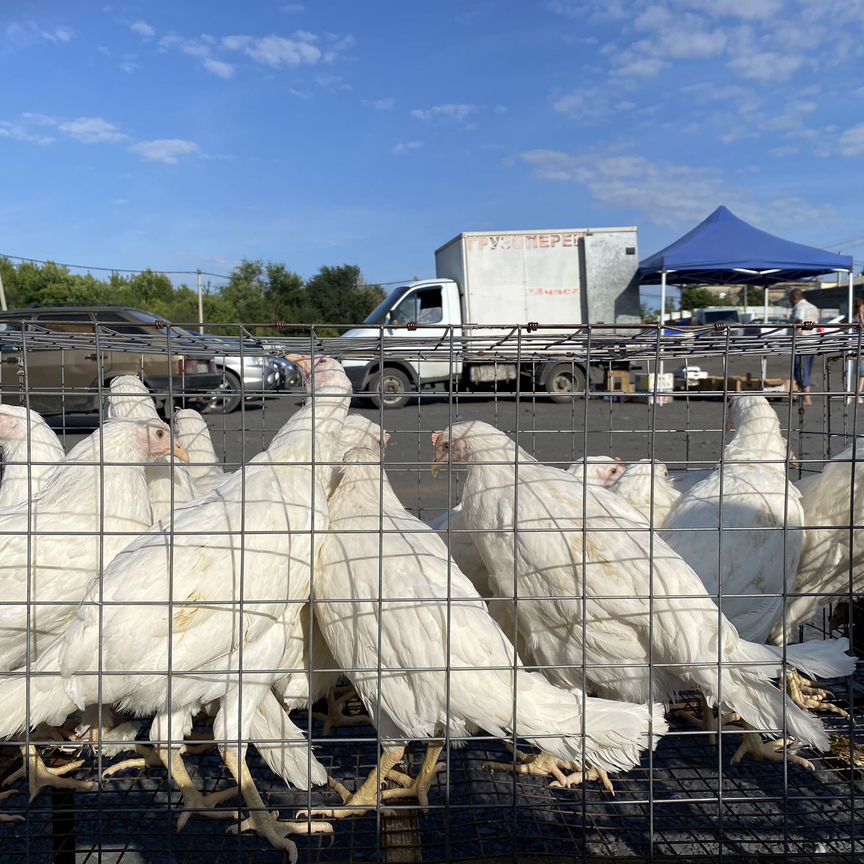 Куры молодки