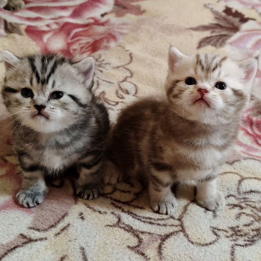 Шотландский вислоухий короткошёрстный котёнок