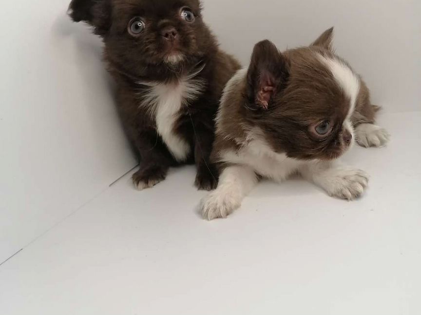 Чихуахуа- мальчишки шалунишки