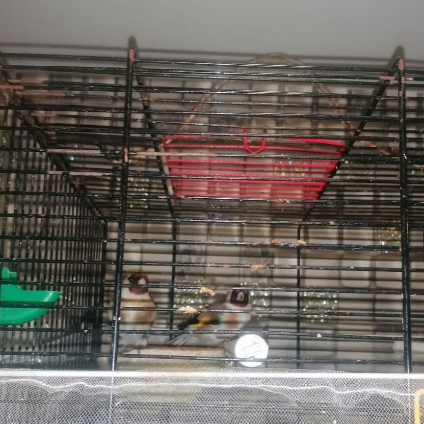 Продам щегол