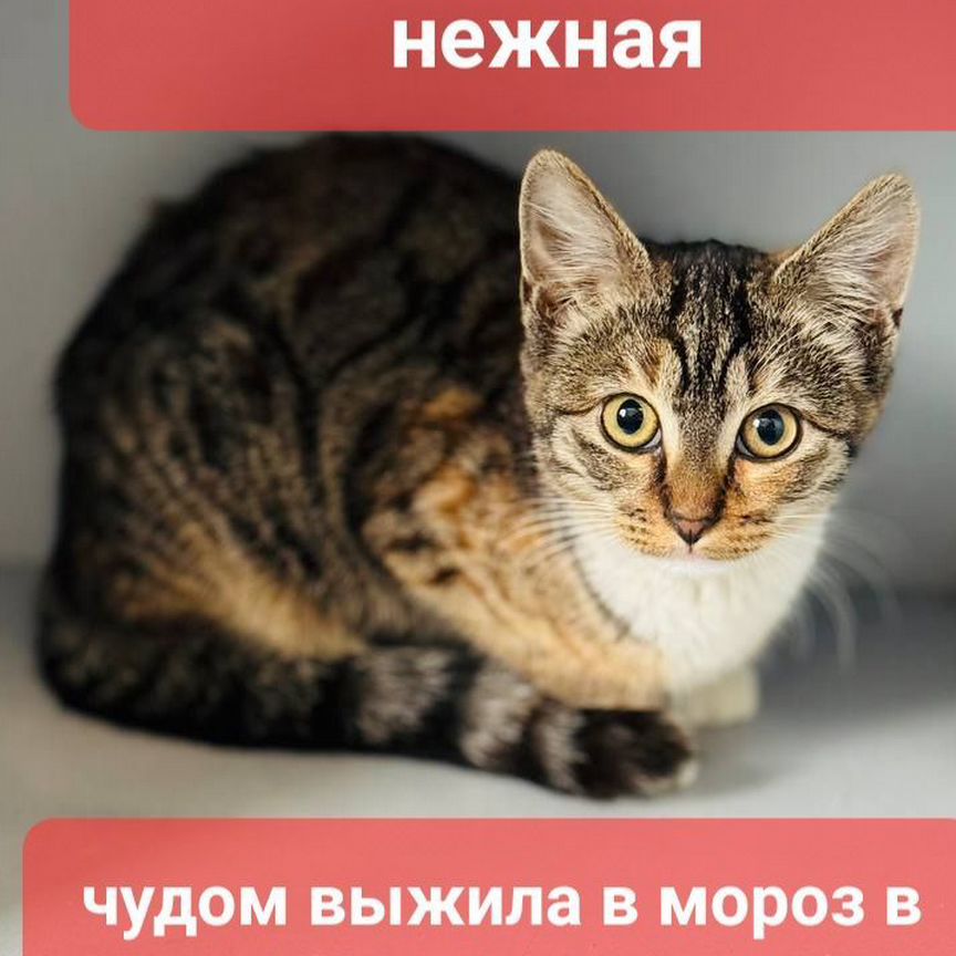 Котёнок в добрые руки