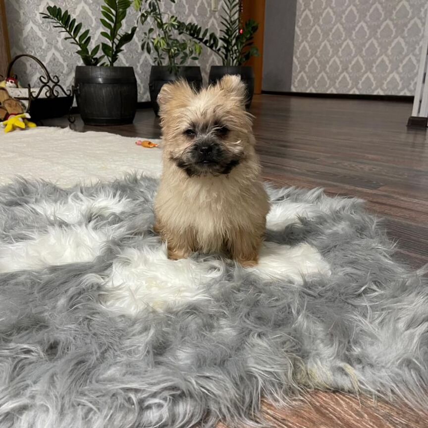 Помапу мишка