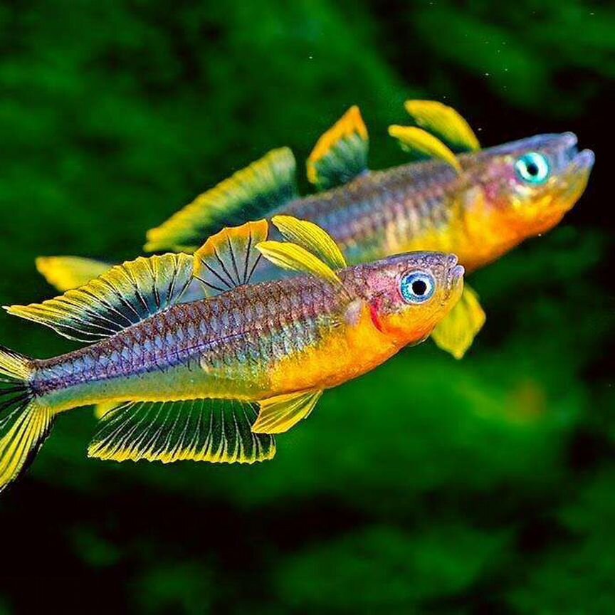 Аквариумные рыбки