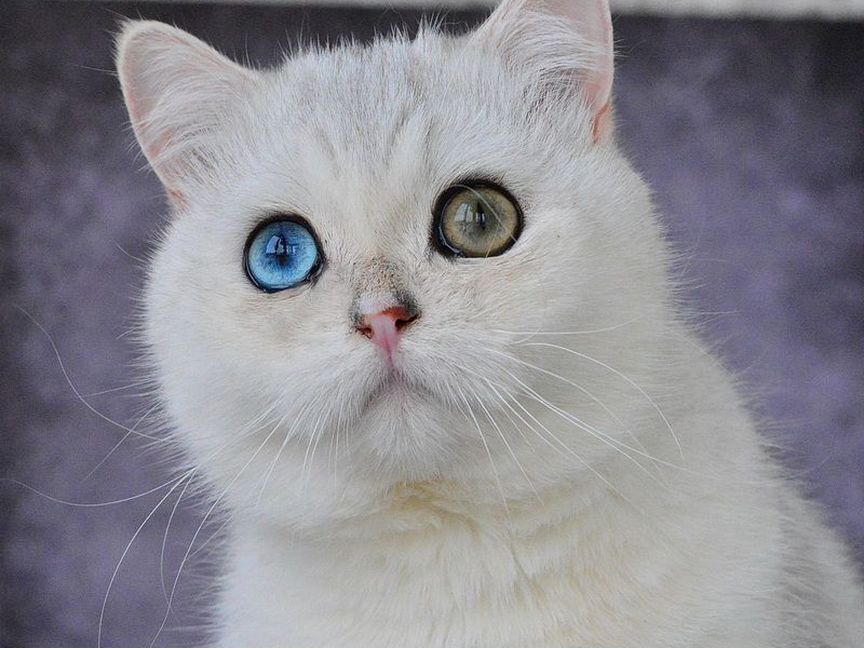 Котик серебристая разноглазая шиншилла