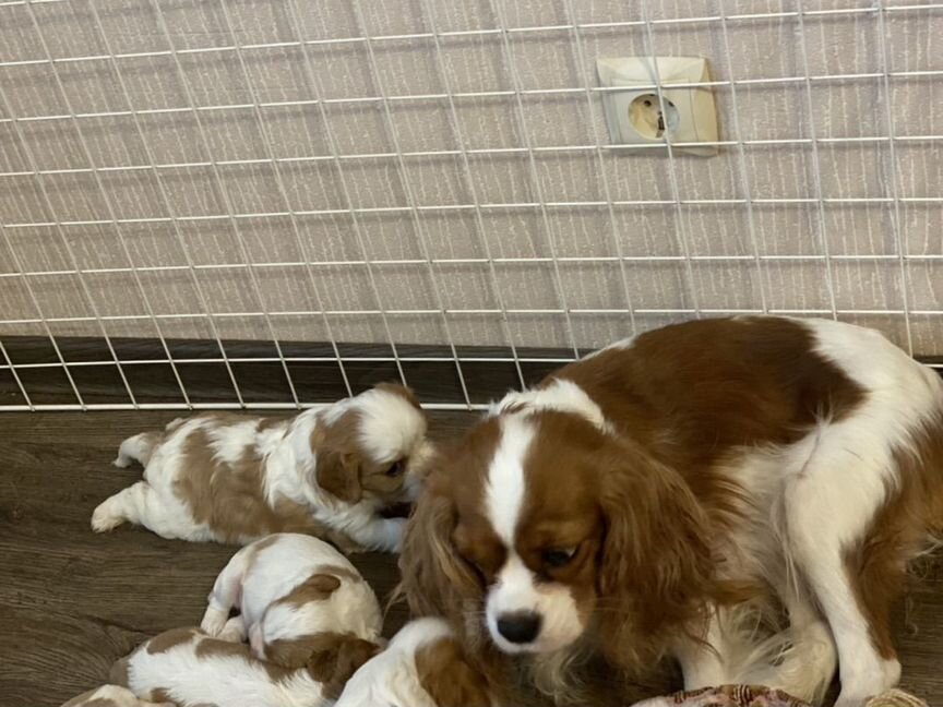 Щенки кавалер кинг чарльз спаниель, бленхейм