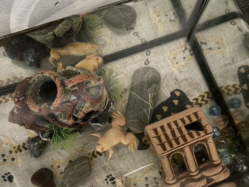 Шпорцевая лягушка