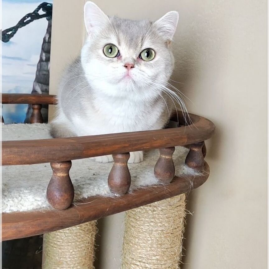 Британский короткошёрстный котёнок