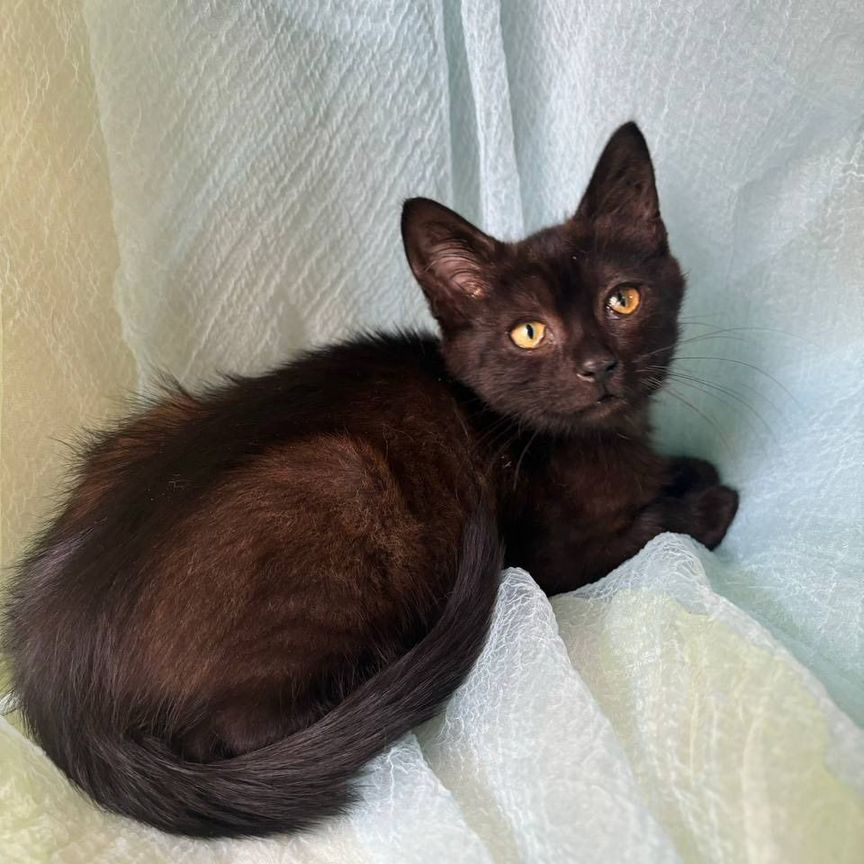 Темный шоколад