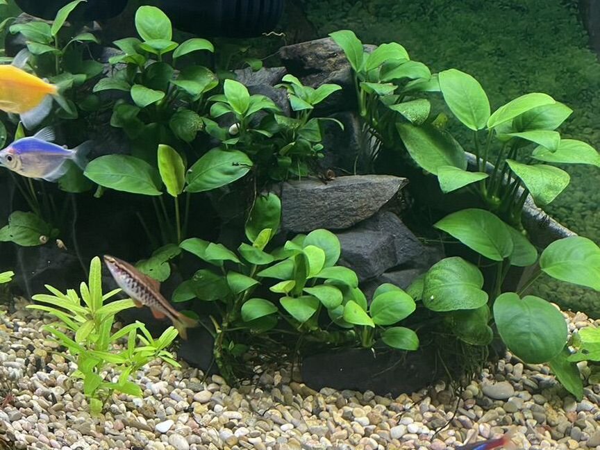 Камни в акварум