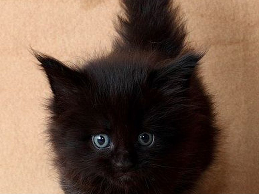 Роскошная кошь