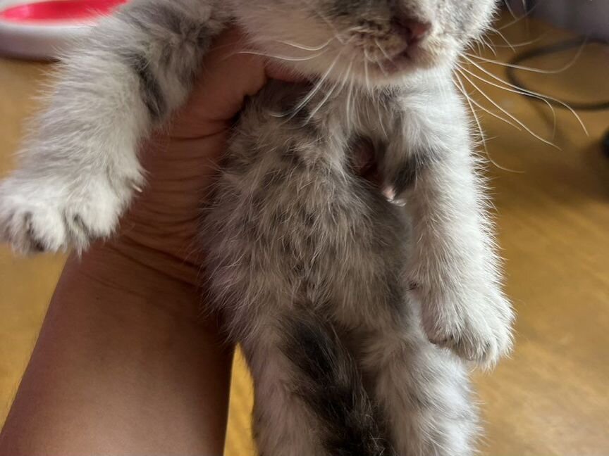 Шотландский котенок
