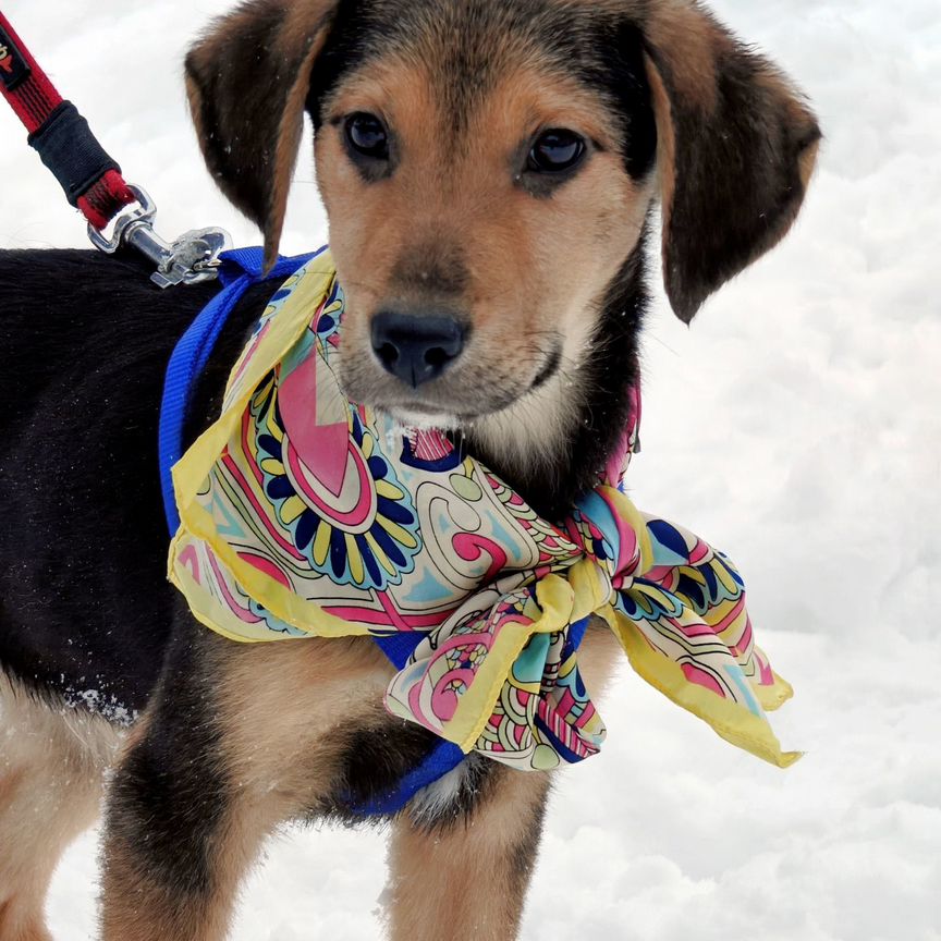 Неподражаемый Солано. Щенок в дар