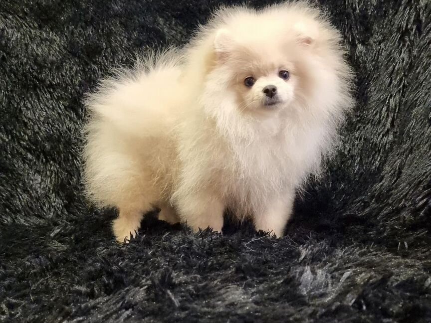 Очаровательная Лило