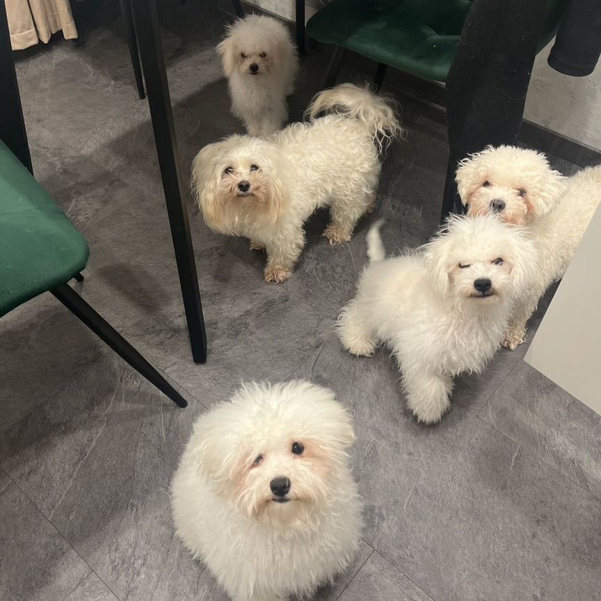 Щенки Болоньезе