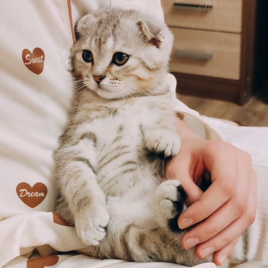 Шотландский кот 3 мес