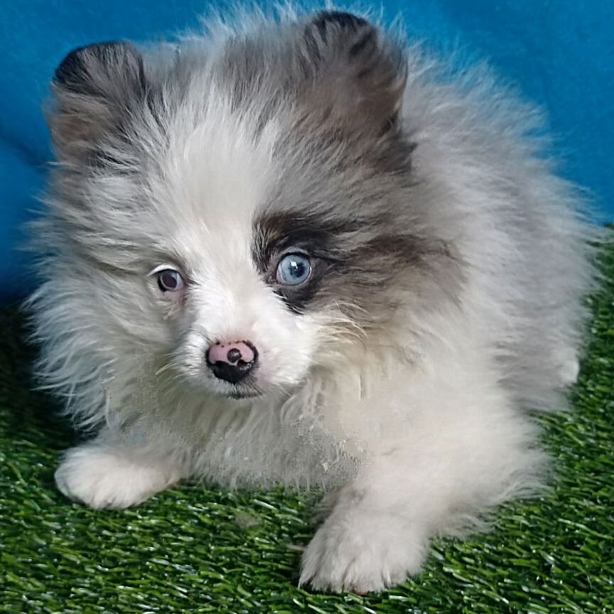 Померанский шпиц, щенок