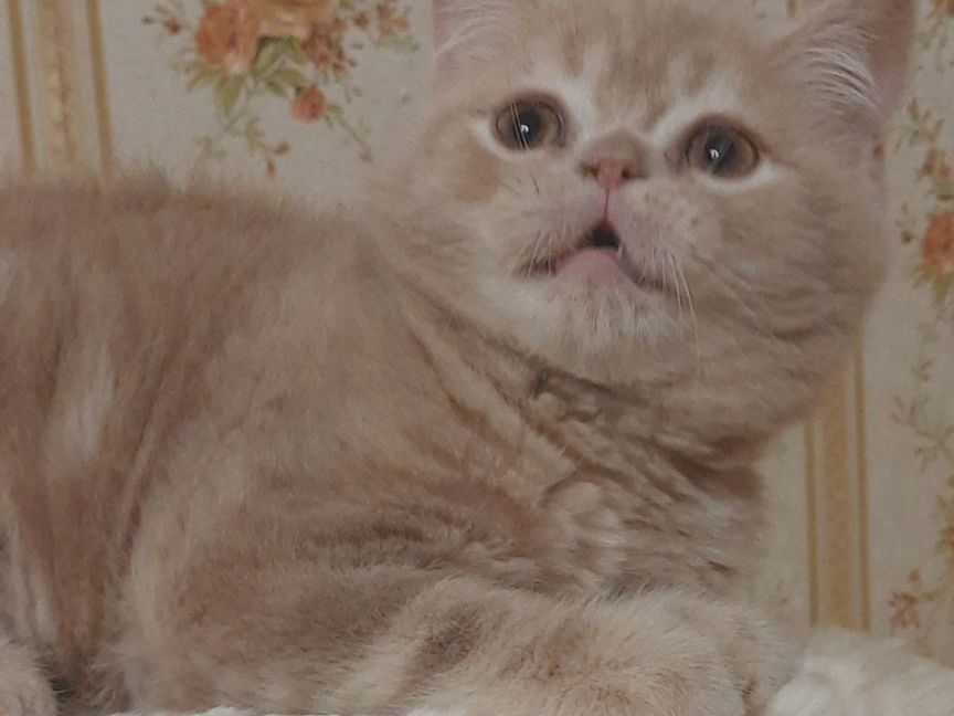 Шотландский котёнок скоттиш страйт