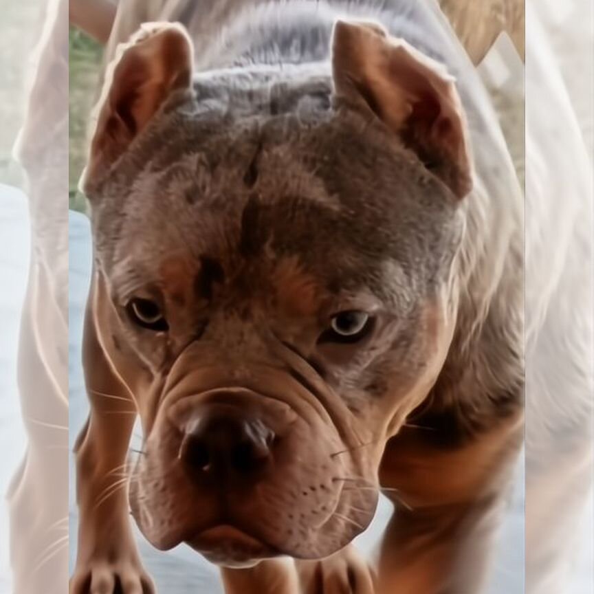 Американский булли, взрослый пёс