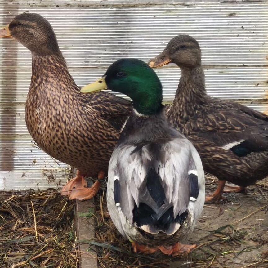 Подсадные утки для охоты