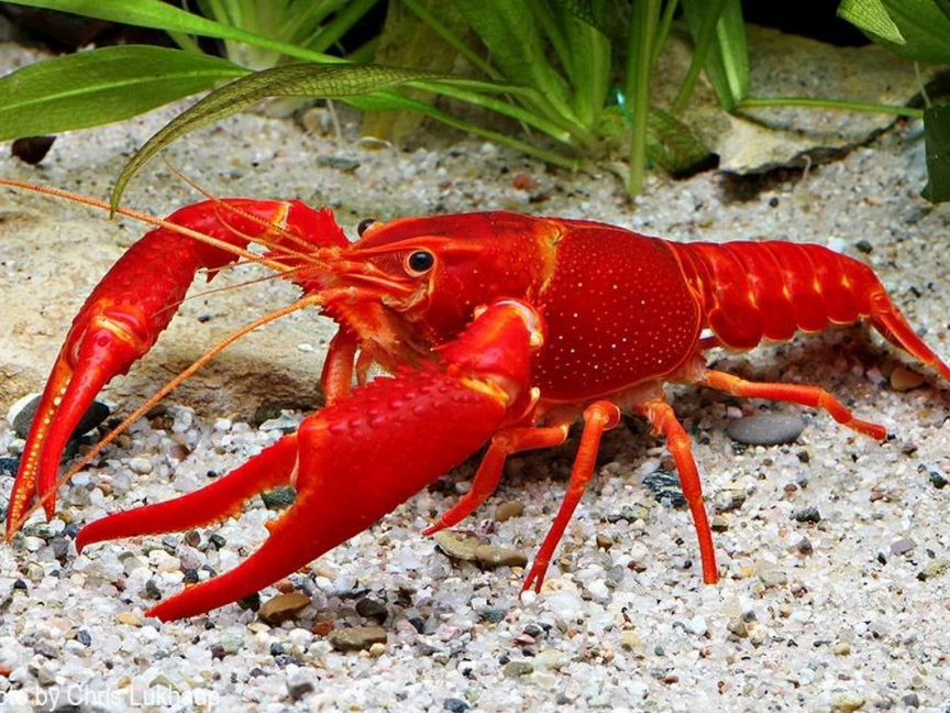 Рак флоридский красный