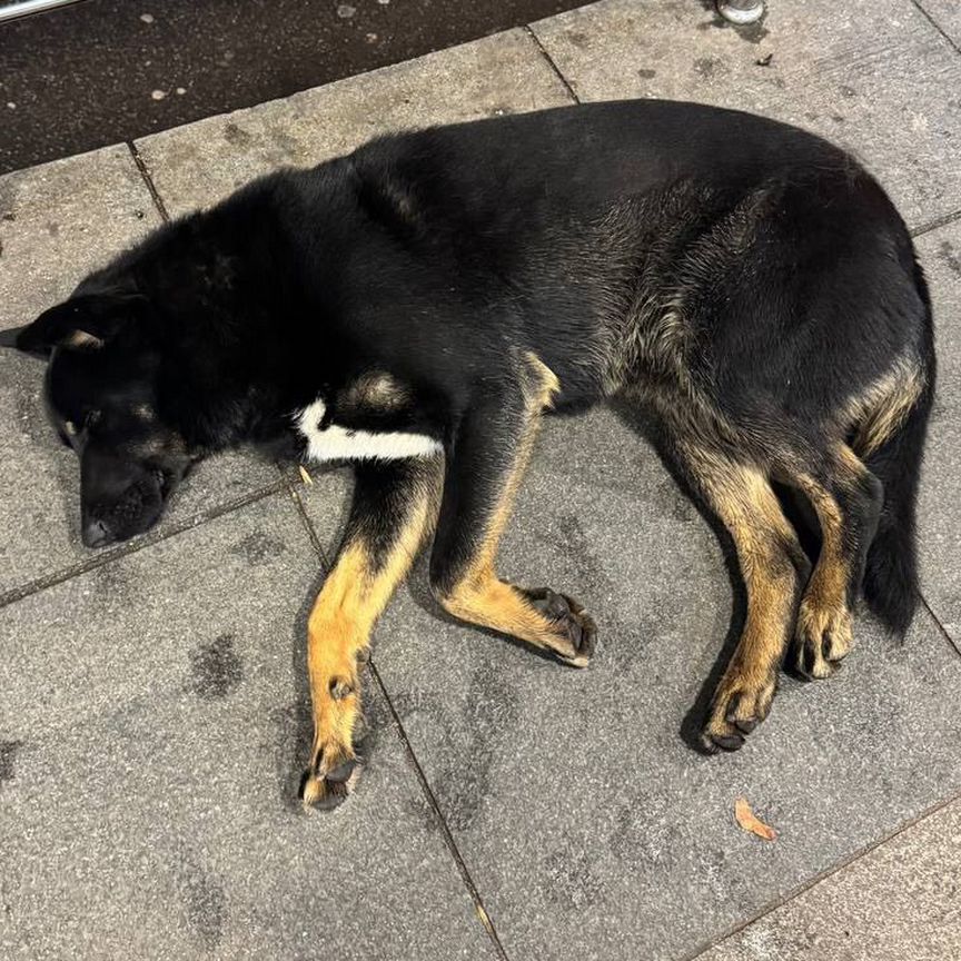 Немецкая овчарка, щенок