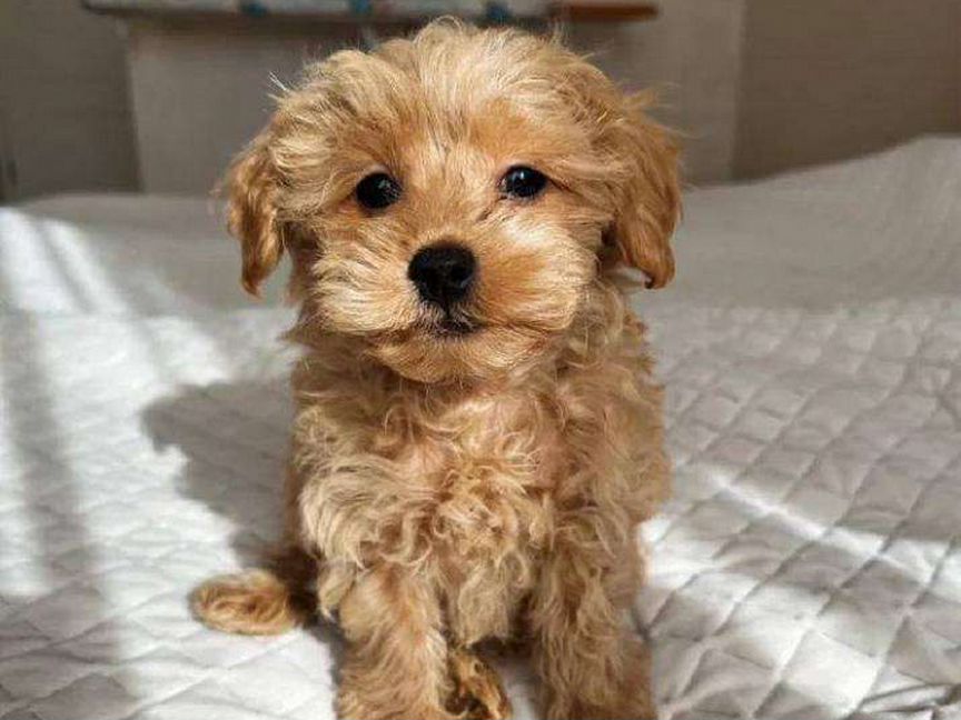 Щенок мальтипу 1.5 месяца