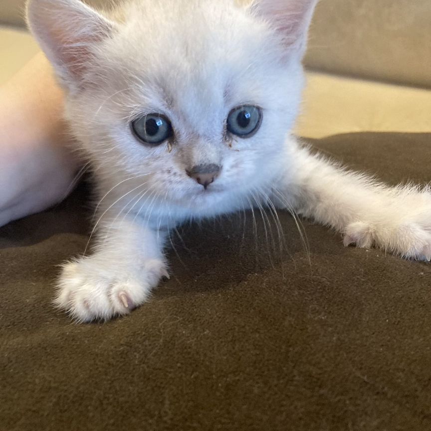 Продам британских красавцев