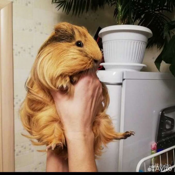 Малыши морской свинки породы Шелти