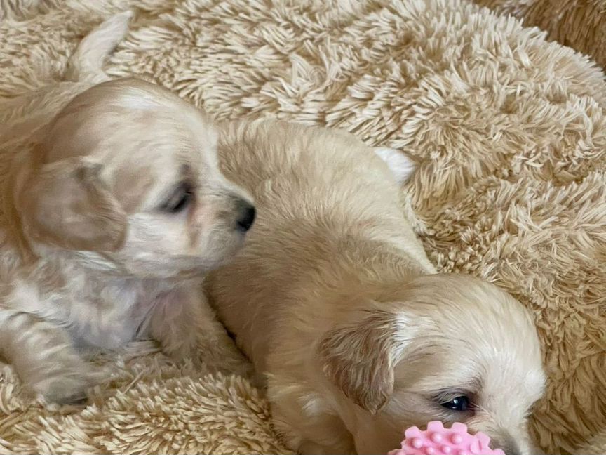 Щенки мальтипу f1