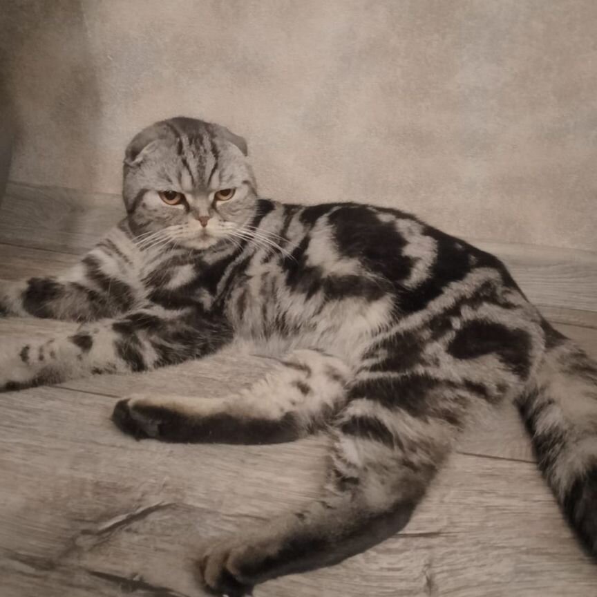 Шотландская вислоухая