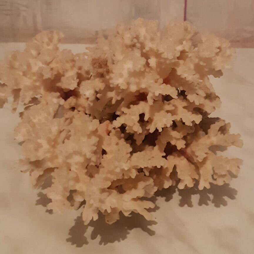 Морские кораллы