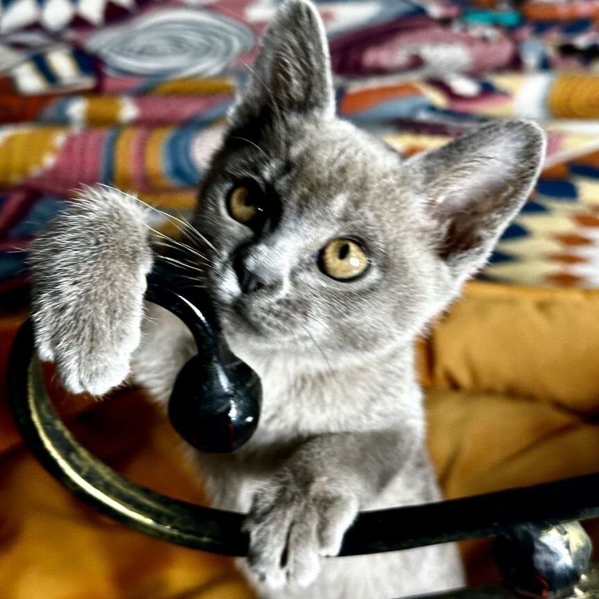 Европейский бурманский котёнок