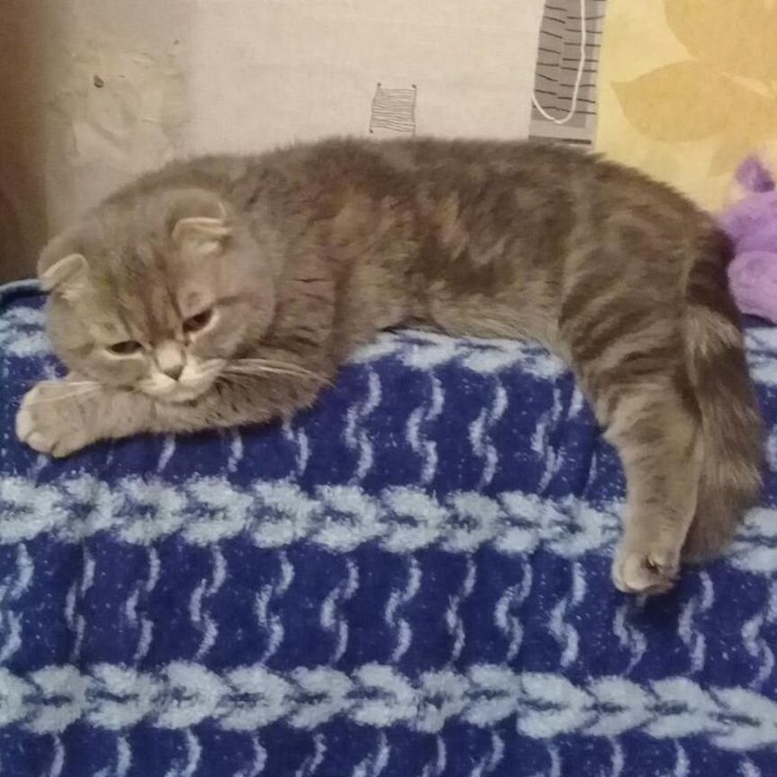 Потерялась кошка