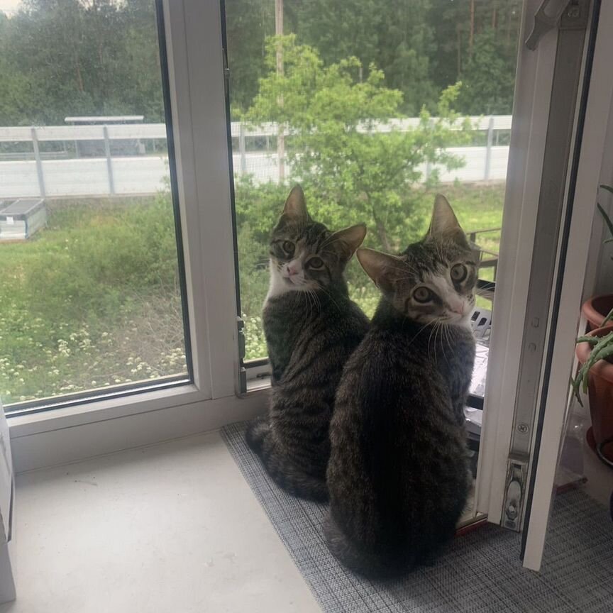 Кот и кошечка ищут свой дом (6мес)