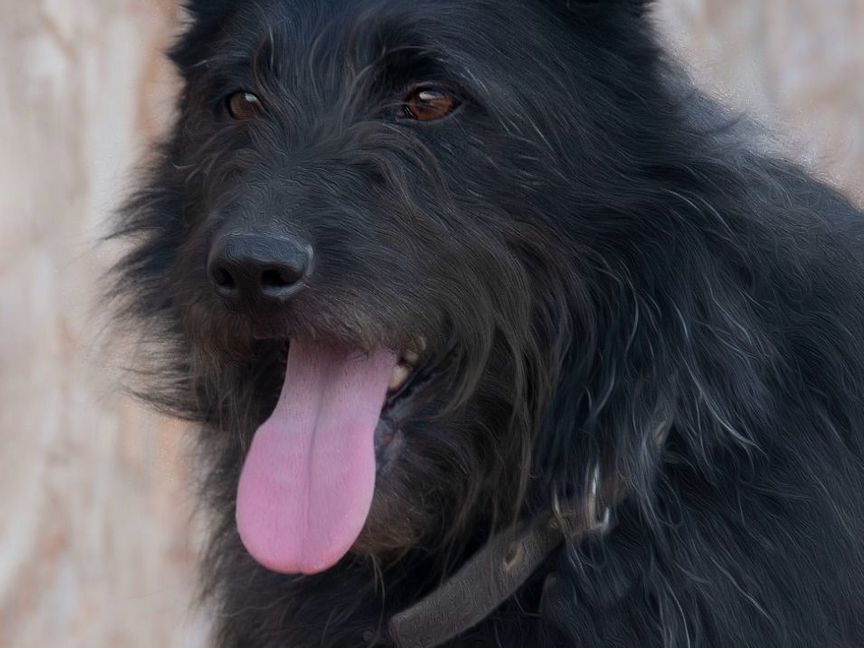 Собачка Фанта ищет дом