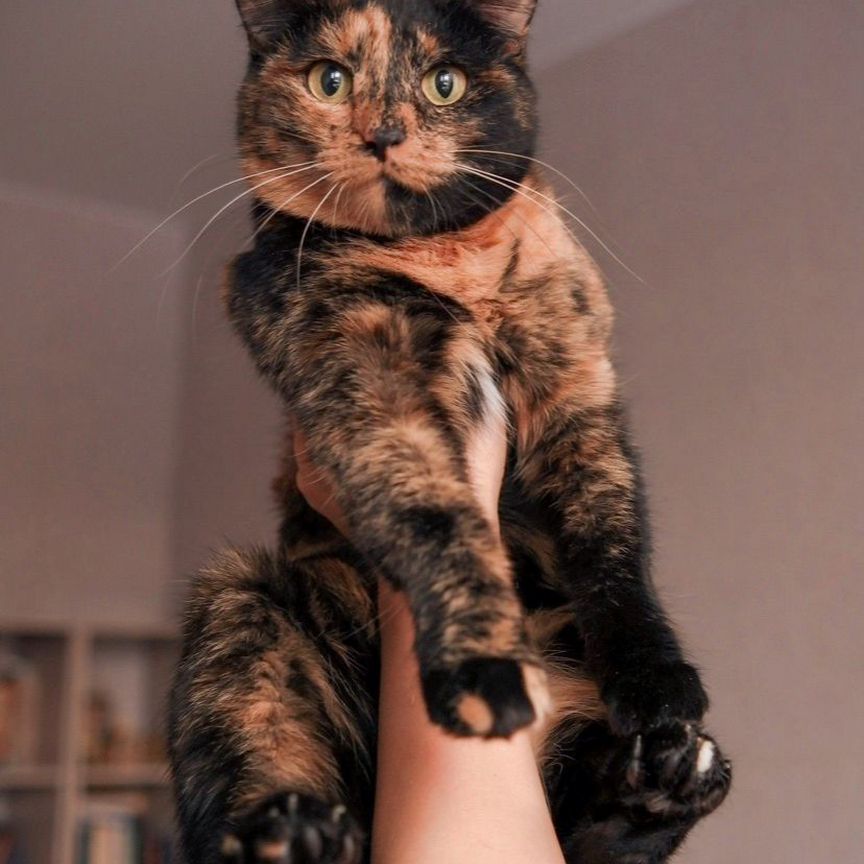 Ласковая кошечка в добрые руки